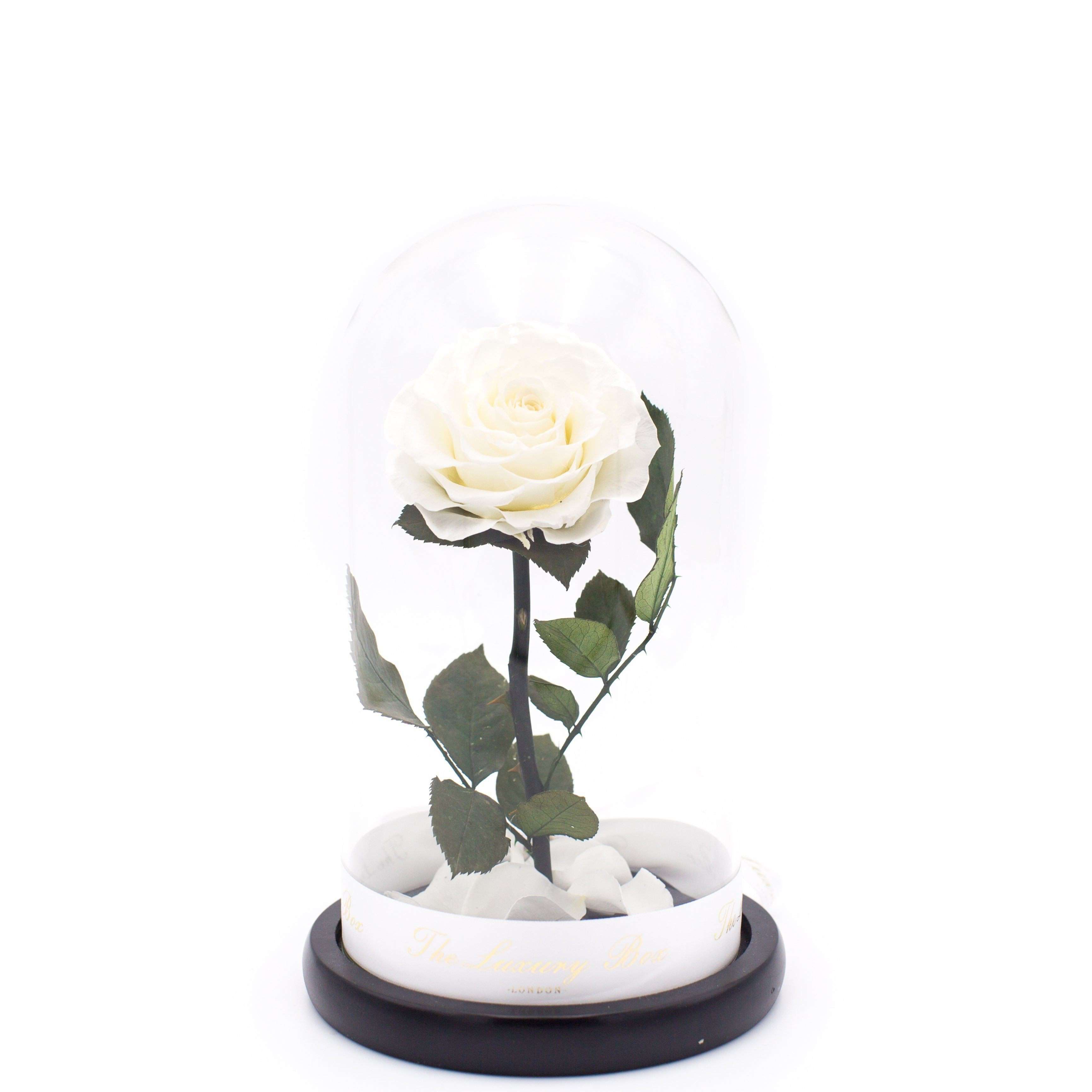 The Luxury Box London | Preserved White Rose In Glass Dome | 1-3 year